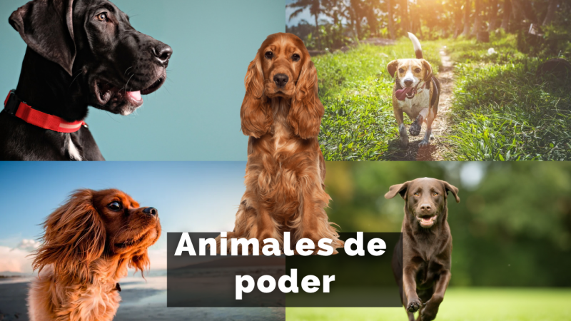 ANIMALES DE PODER EN EL TAROT MADREPAZ - Página web de Paula Franco,